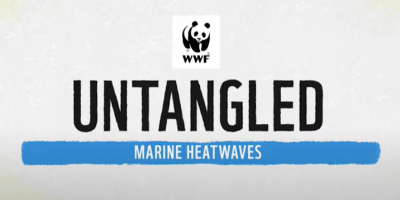 Coral Reef Rescue Initiative | News | Marine Heatwaves and Coral Reefs ...